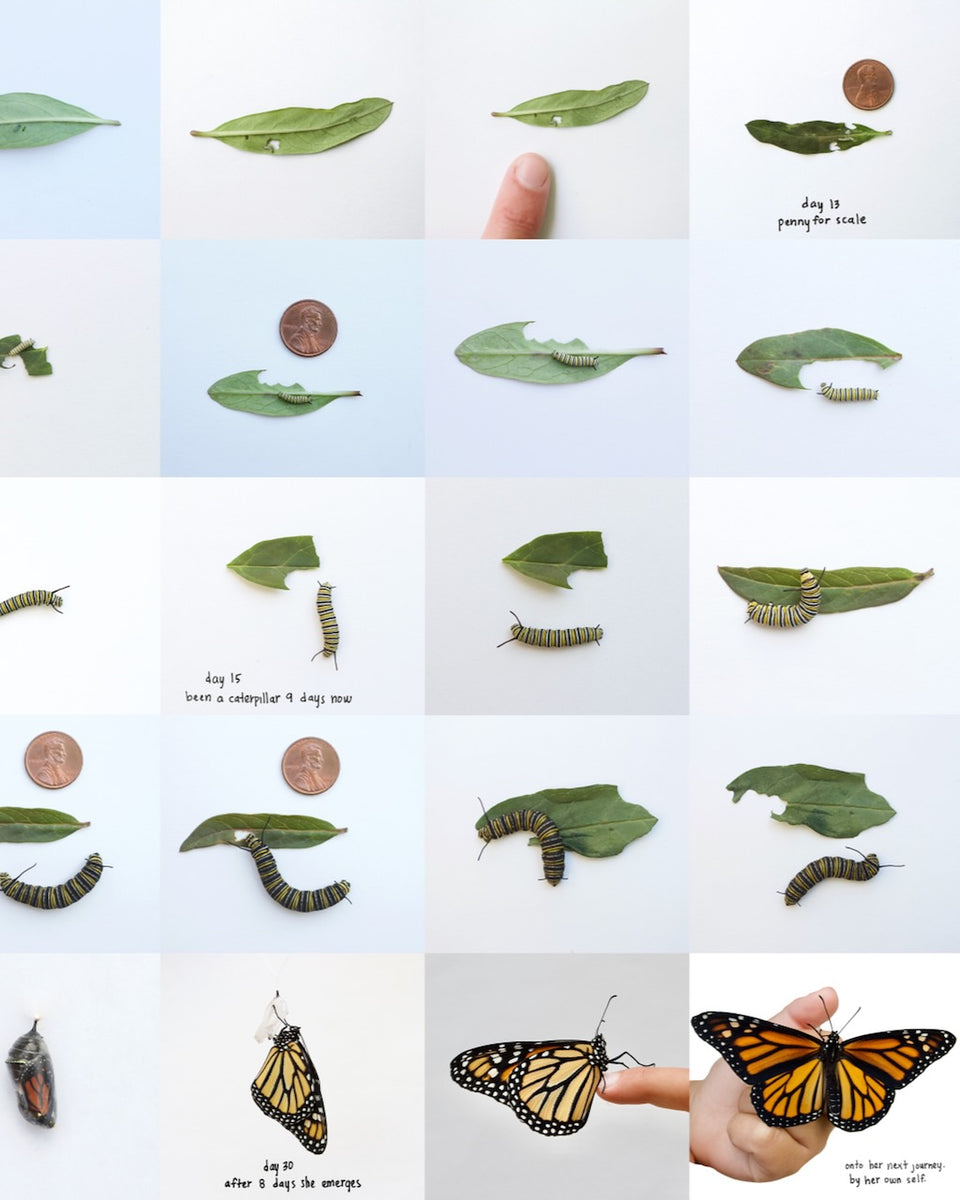 30 DAYS OF CATERPILLAR GROWTH POSTER – TRASHBOY