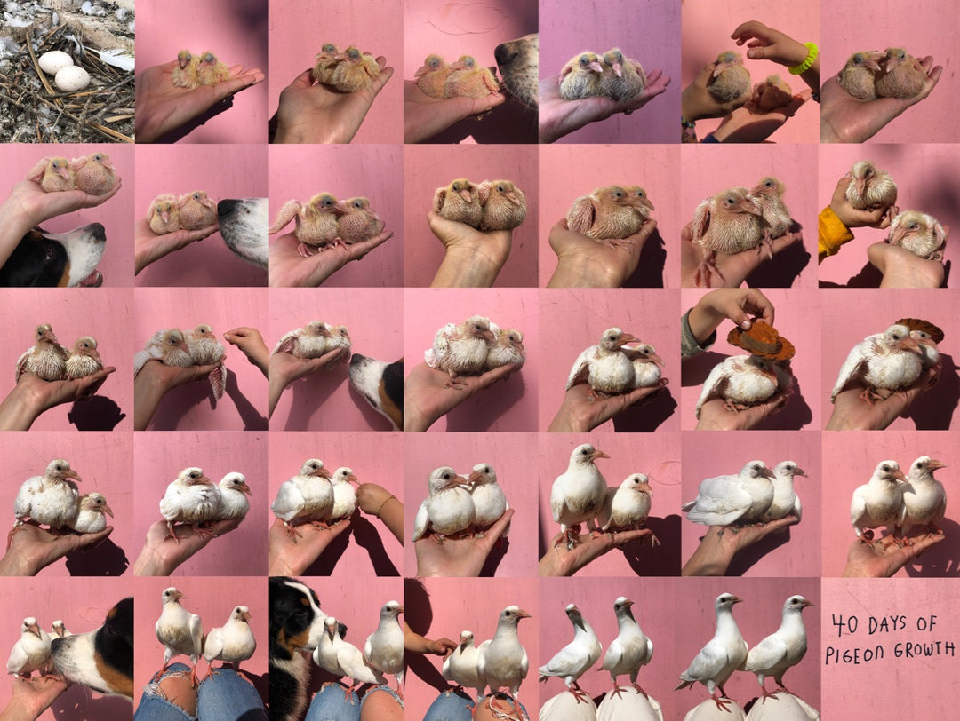 40 DAYS OF PIGEON GROWTH POSTER – TRASHBOY